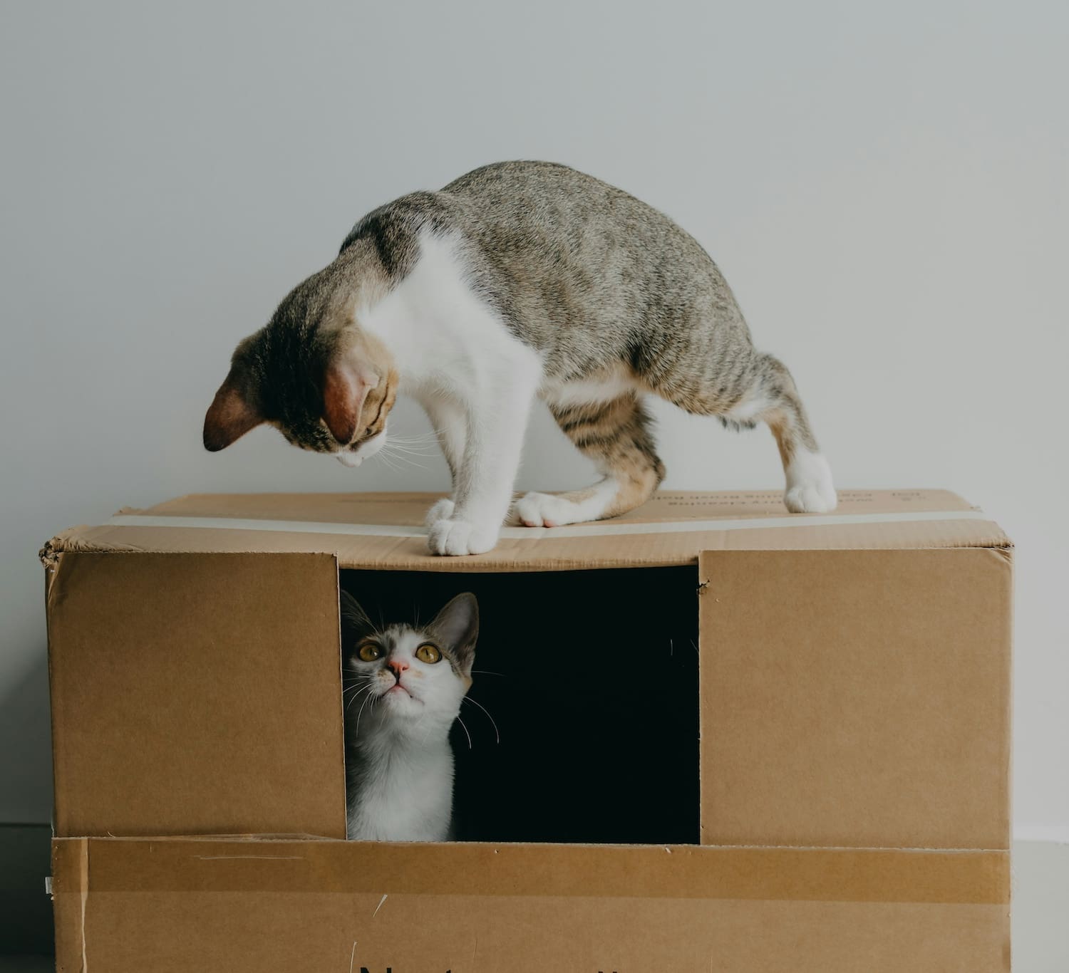 Our Top Downsizing Tips Silecky Thompson